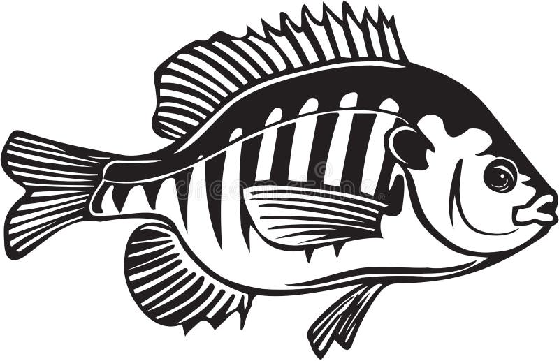 Bluegill Fish Stock Illustrations – 343 Bluegill Fish Stock ...