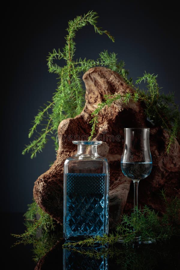 Blue Gin and Juniper Branches on a Black Background Stock Image - Image ...