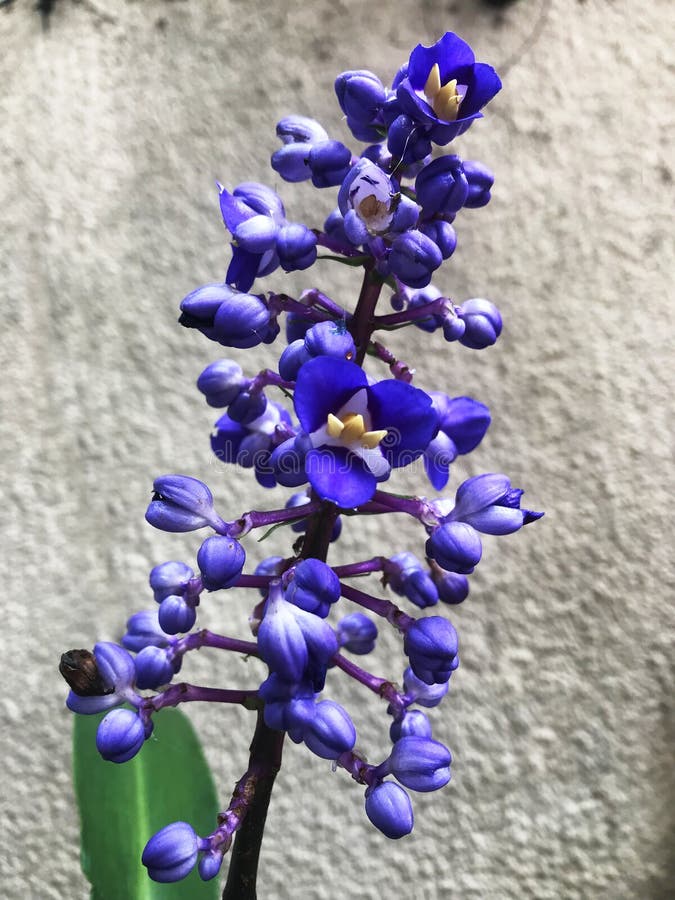 Blue Ginger Flowers. Dichorisandra Thyrsiflora Stock Photo - Image of ...