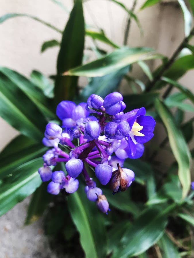 Blue Ginger Flowers. Dichorisandra Thyrsiflora Stock Image - Image of ...