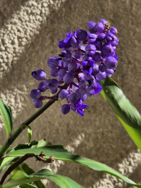 Blue Ginger Flowers. Dichorisandra Thyrsiflora Stock Photo - Image of ...