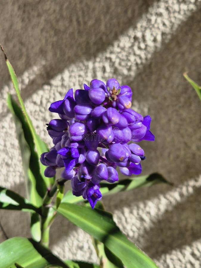 Blue Ginger Flowers. Dichorisandra Thyrsiflora Stock Photo - Image of ...