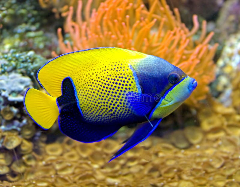 Blue girdled angelfish 5 stock photo. Image of tropical - 8563746