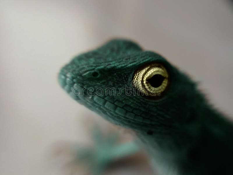 Blue girgit stock image. Image of yellow, girgit, blue - 133668323