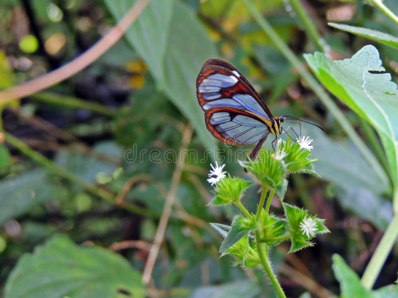 Blue Glass Wings Butterfly on a Flower Stock Image - Image of glass ...
