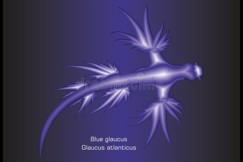 Blue Dragon Sea Slug Stock Illustrations – 38 Blue Dragon Sea Slug ...