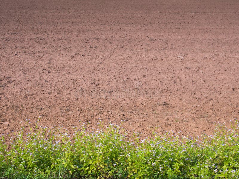 Blue Globe Amaranth Flowers in Front of the Soil Preparation Stock ...