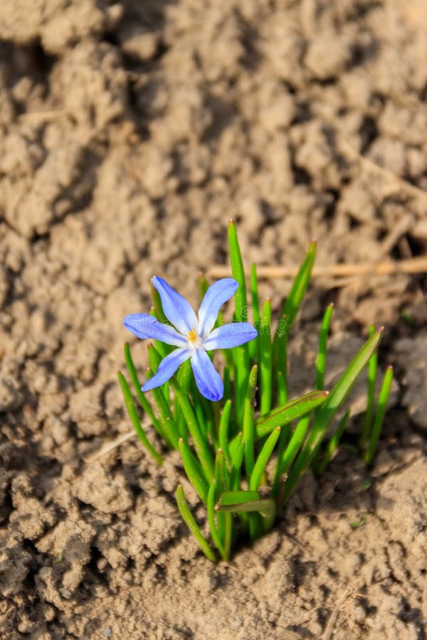 Blue Glory-of-the-snow Chionodoxa Luciliae Flower on Spring Stock Image ...