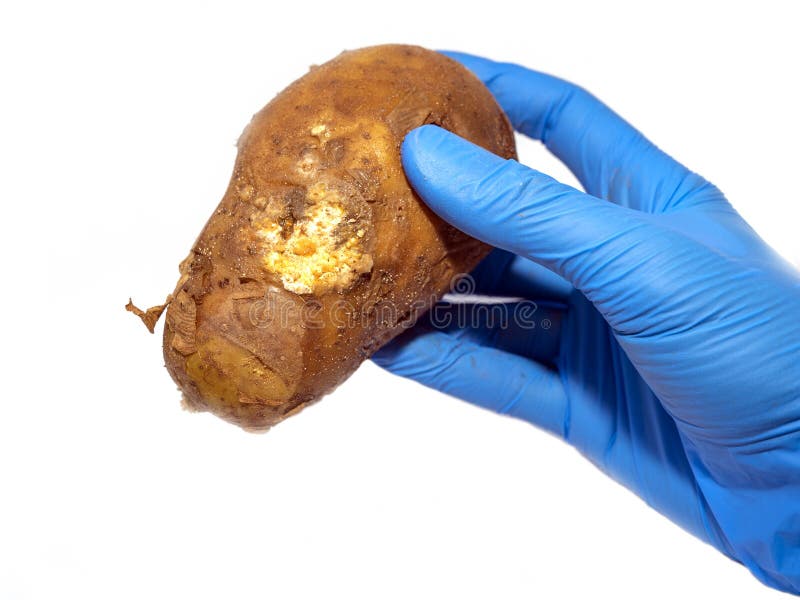 Blue-gloved Hand Holds a Spoiled Potato Tuber on a White Background ...