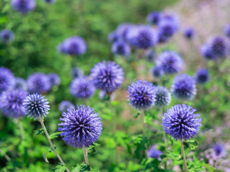Blue Glow Echinops Flowers in a Garden Stock Image - Image of bloom ...