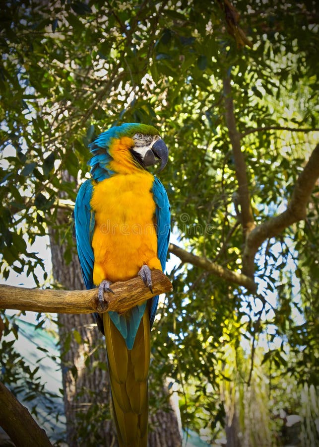 Blue and Gold Macaw stock photo. Image of gold, beauty - 13838190
