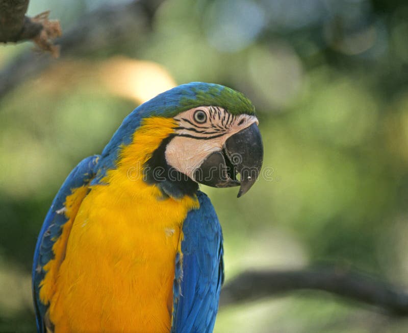 Blue and gold macaw stock image. Image of natural, ararauna - 17991655