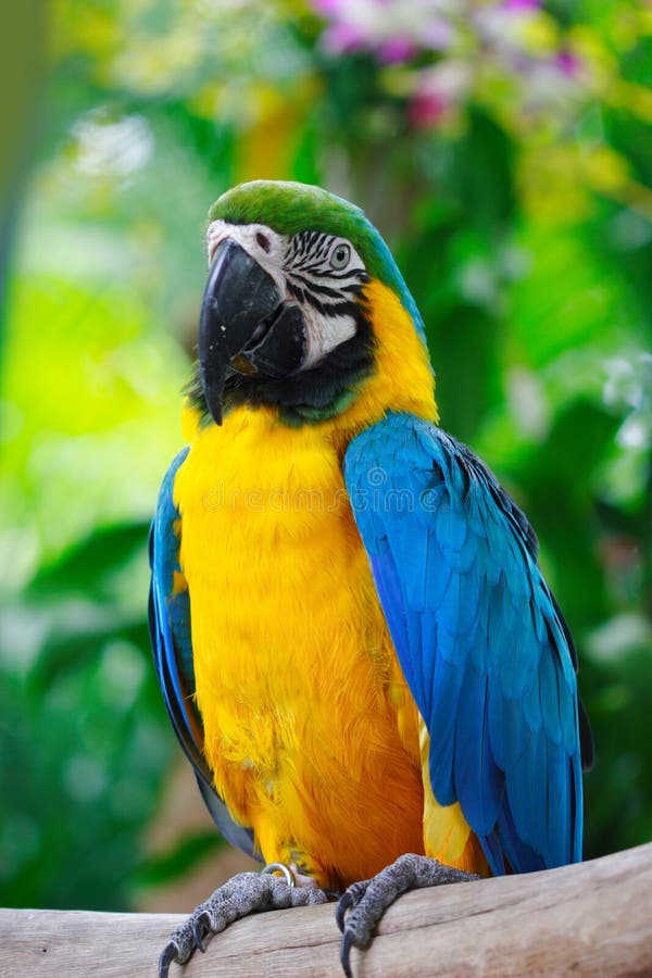 Big Parrot Wallpaper Beautiful Big Parrot Hi Res Stock Photography And