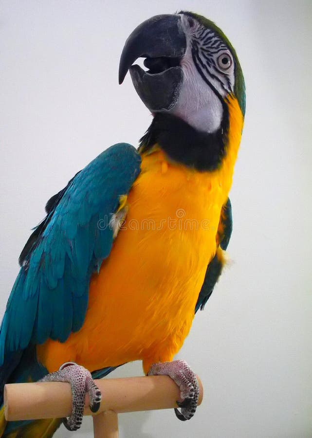 Blue & Gold Macaw stock photo. Image of feathers, squawk - 49838