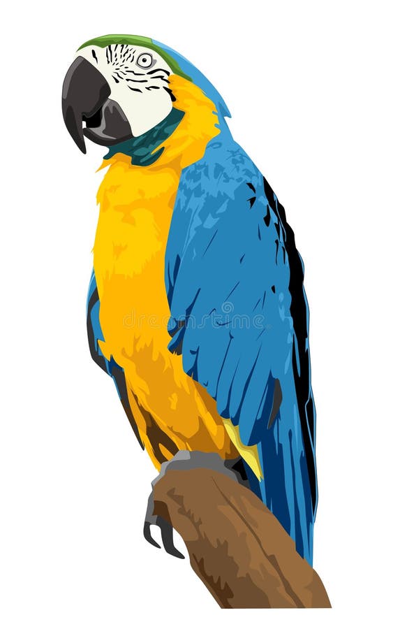 Macaw Stock Illustrations – 23,193 Macaw Stock Illustrations, Vectors ...