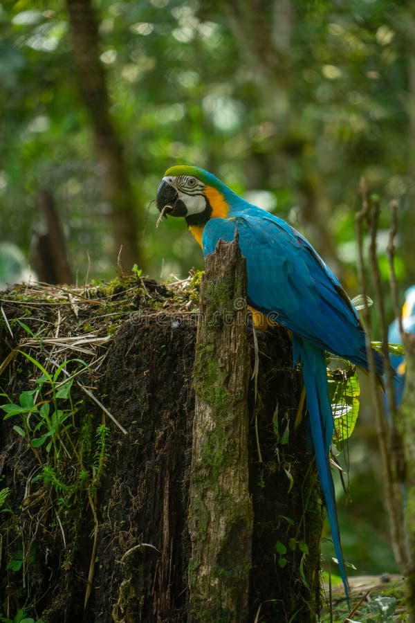 Blue and Gold Macaw, Amazon Region, Ecuador Stock Image - Image of bird ...