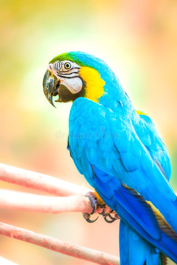 Blue and Gold Macaw or Ara Ararauna Stock Photo - Image of exotic ...