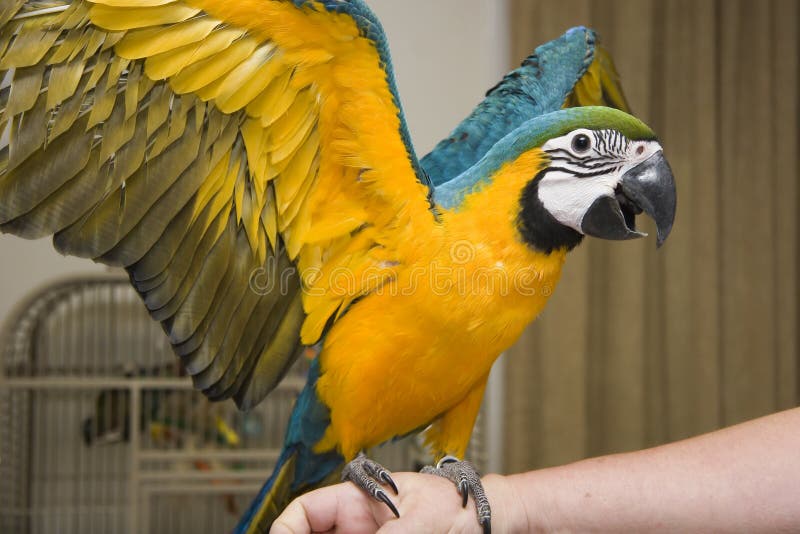Macaw Parrot stock image. Image of bird, aviculture, perched - 29883277