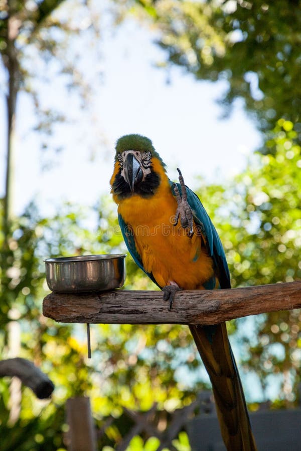 Blue and Gold Macaw Bird Ara Ararauna Stock Image - Image of parrot ...