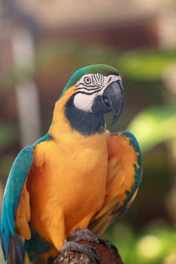 Blue and Gold Macaw Bird Ara Ararauna Stock Image - Image of avian ...