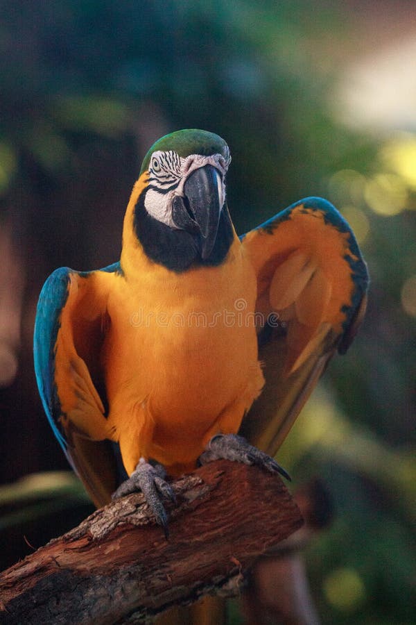 Blue and Gold Macaw Bird Ara Ararauna Stock Image - Image of wildbird ...