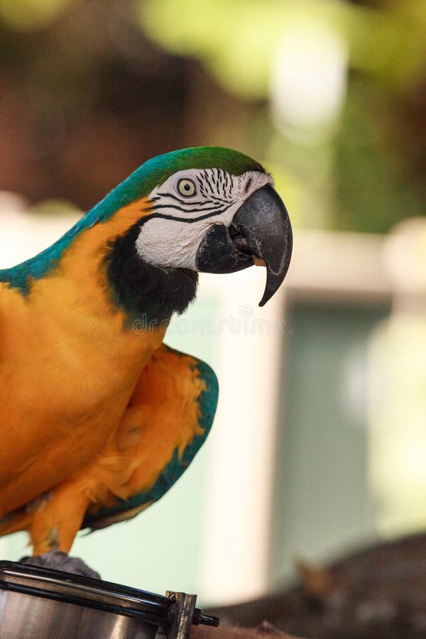 Blue and Gold Macaw Bird Ara Ararauna Stock Photo - Image of animal ...