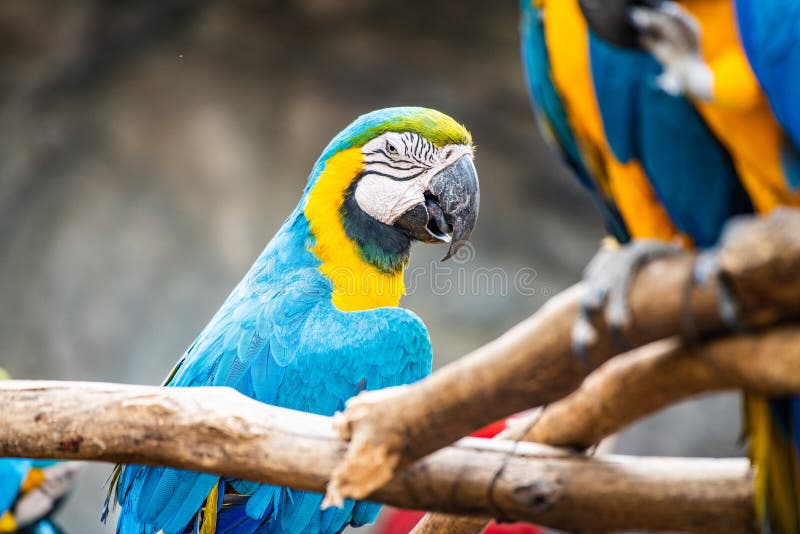 Blue and Gold Macaw Bird in Thai Stock Image - Image of color, close ...