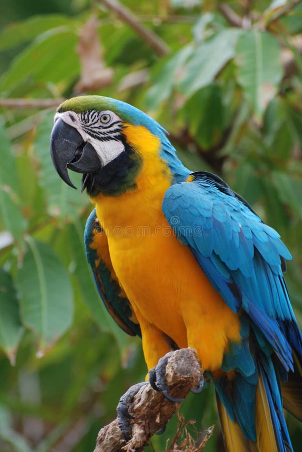 Blue and Gold Macaw Bird on a Tree Branch Stock Photo - Image of macaw ...