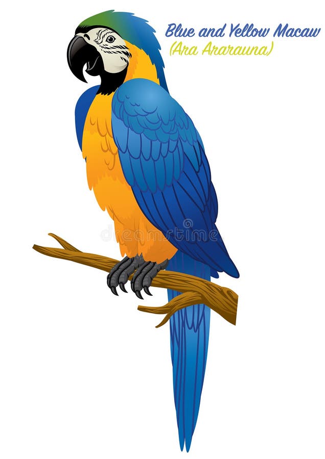 Cartoon Blue Macaw