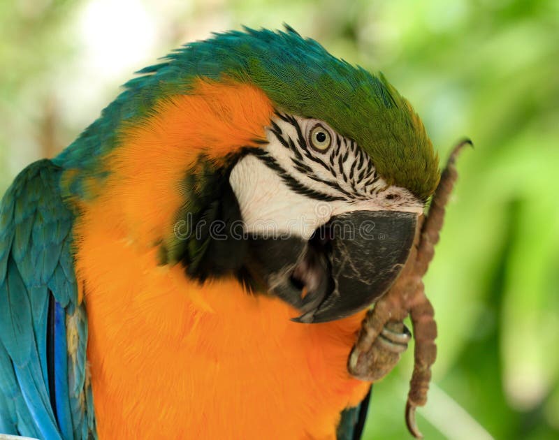 Blue & Gold Parrot, Macaw Parrot, Exotic Bird Stock Image - Image of ...