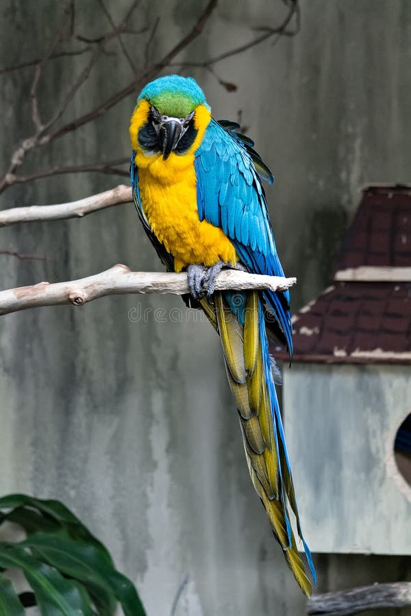 Blue and Gold Macaw stock photo. Image of bird, gathering - 52422002