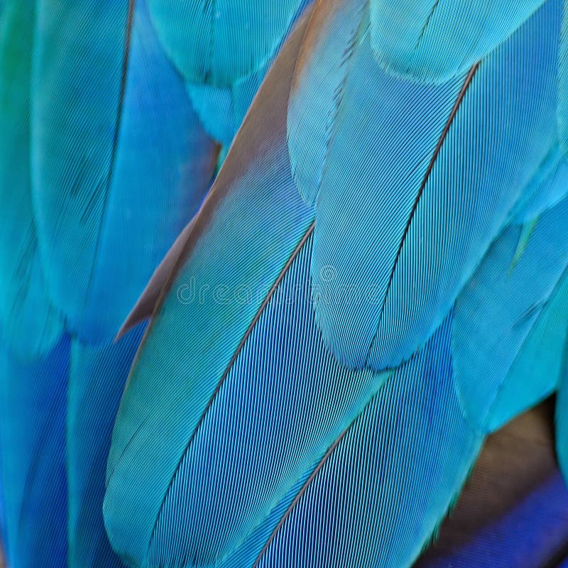 Blue and Gold Macaw Feathers Stock Image - Image of beautiful, texture ...