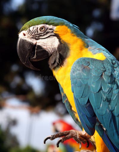 535 Winged Foot Stock Photos - Free & Royalty-Free Stock Photos from ...