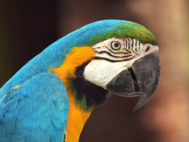 Blue and Gold Macaw stock image. Image of colourful, color - 51133471