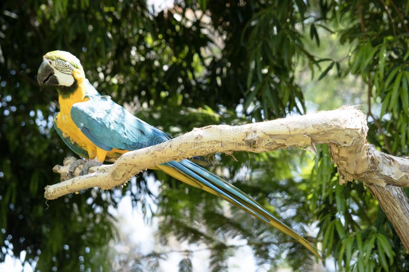 This is a Side View of a Blue and Gold Macaw Stock Photo - Image of ...