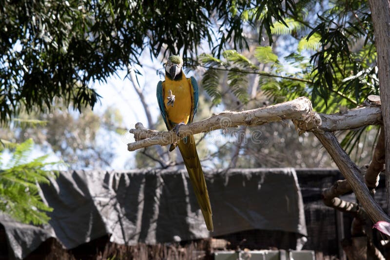 The Blue and Gold Macaw is Perched on a Branch Stock Photo - Image of ...