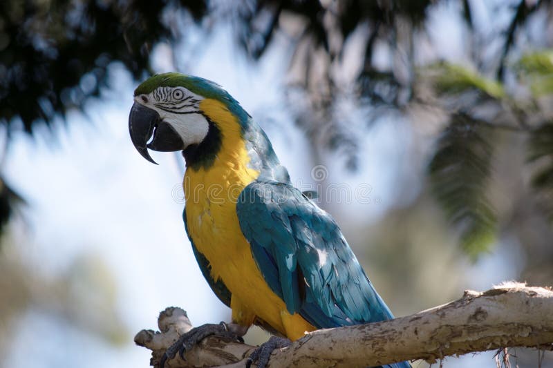 This is a Side View of a Blue and Gold Macaw Stock Photo - Image of ...