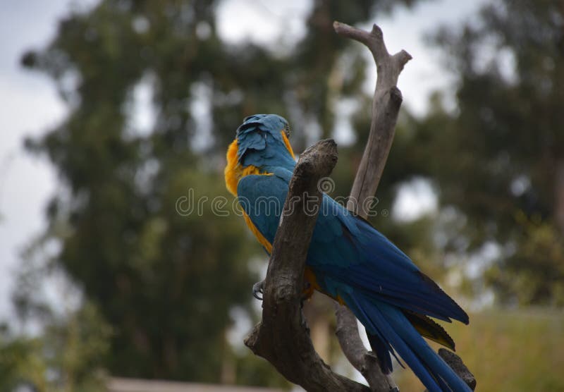 Blue and Gold Macaw Looking Back Over His Shoulder Stock Photo - Image ...
