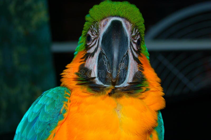Blue and Gold Macaw Parrot Screaming Stock Image - Image of macaw, gold ...