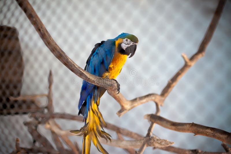 Blue and gold macaw parrot stock photo. Image of beautiful - 80148316