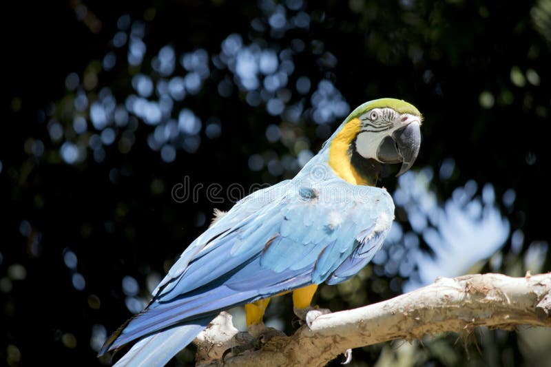 The Blue and Gold Macaw is Perched on a Branch Stock Photo - Image of ...