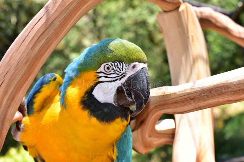 Blue and Gold Macaw stock image. Image of feathers, outside - 56666777