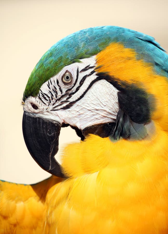 Blue and Gold Macaw Preening Stock Photo - Image of intelligent, fluffy ...
