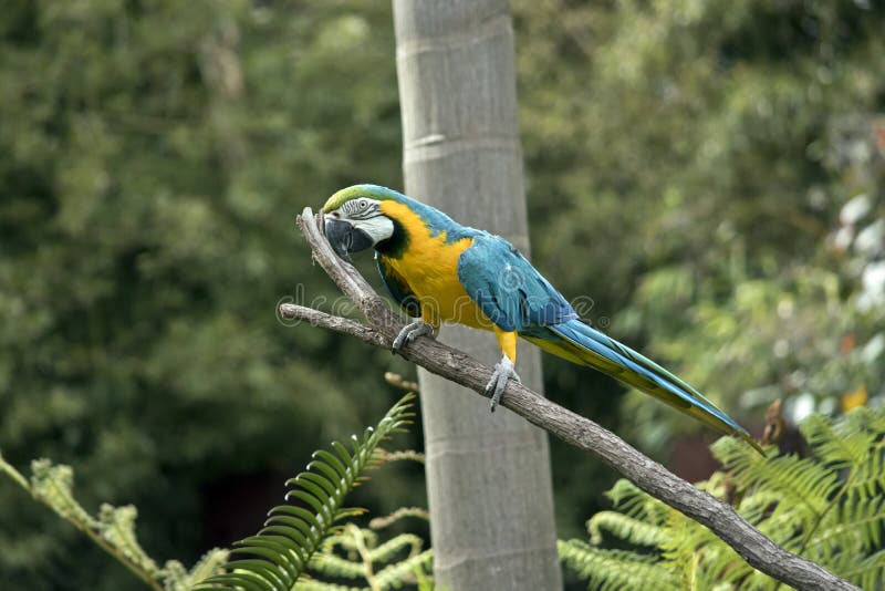 Blue and gold macaw stock image. Image of south, beak - 130504431