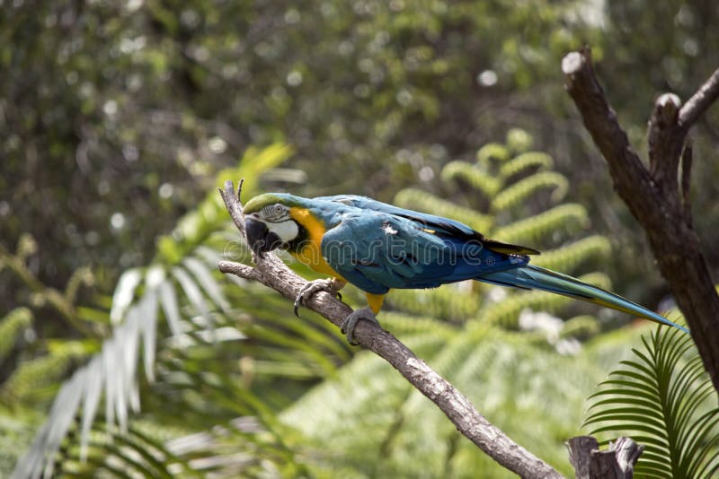 Blue and gold macaw stock image. Image of bird, side - 132932251