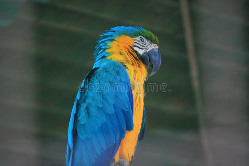 Blue and Gold Macaw in Side View Looking at the Camera Stock Photo ...