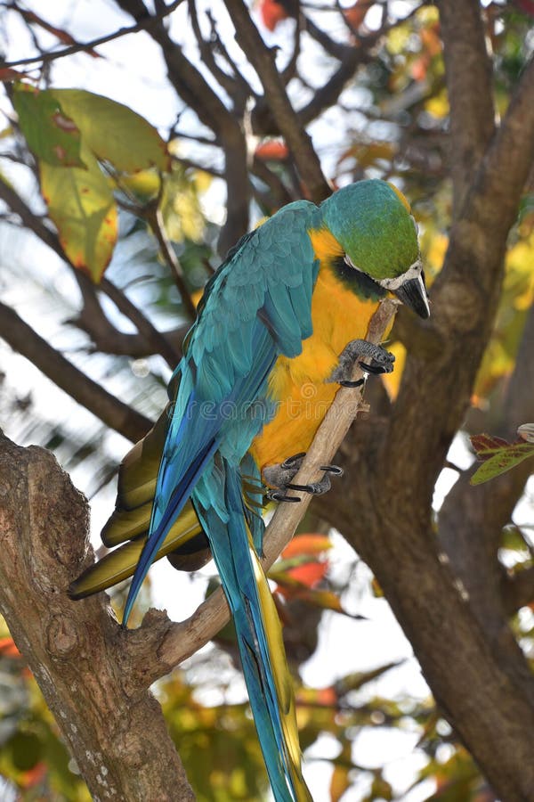 Blue and Gold Parrot Chewing on a Tree Branch Stock Image - Image of ...