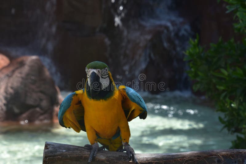 Blue and Gold Parrot on a Perch Stock Photo - Image of yellow, animal ...