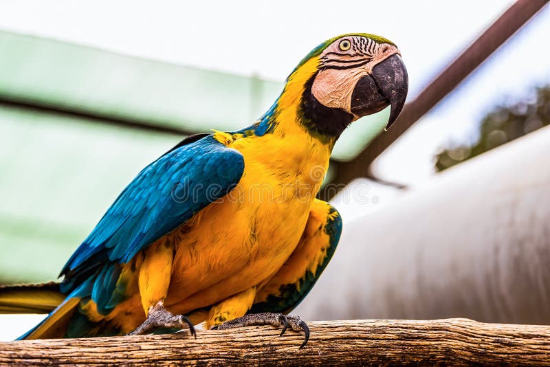 Parrot Siting Stock Photos - Free & Royalty-Free Stock Photos from ...