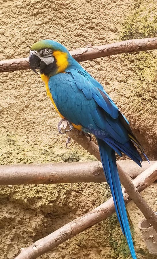 Blue/ Golden Macaw stock image. Image of yellow, green - 211123815